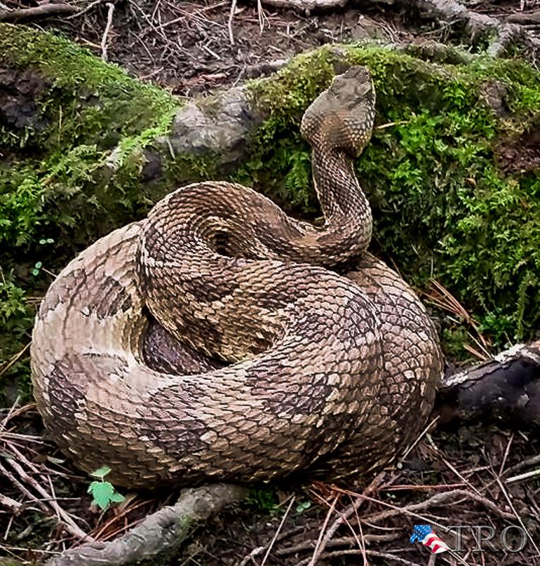 43rd Annual Cross Fork Snake Hunt – The Record Online